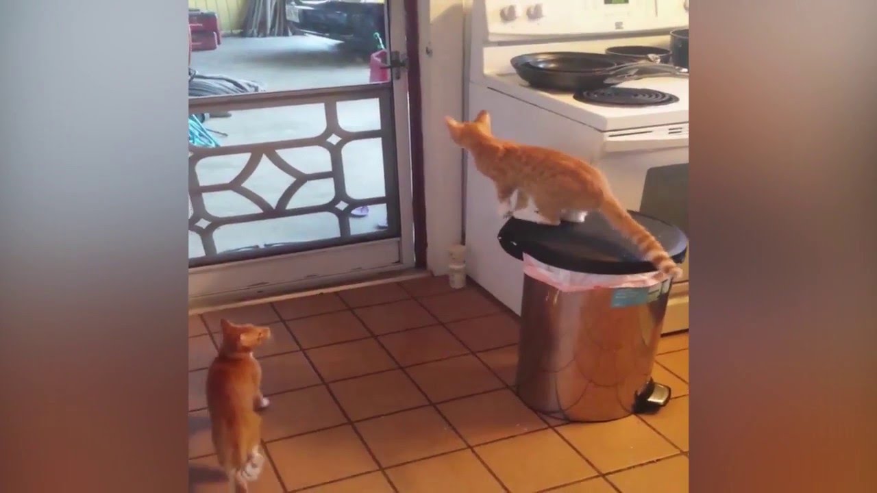 Cat Breakout - YouTube