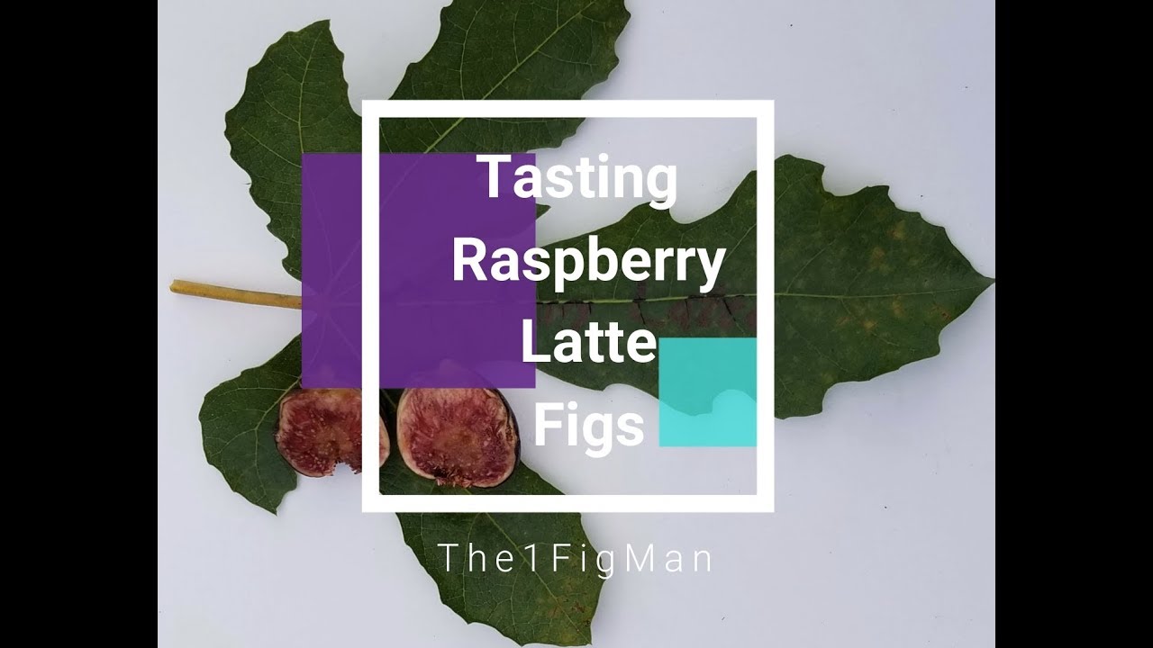 Raspberry Latte Fig Tasting - YouTube