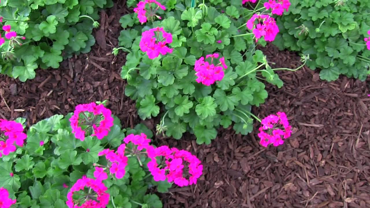 2013 Spring Trials: Elsner PAC - YouTube