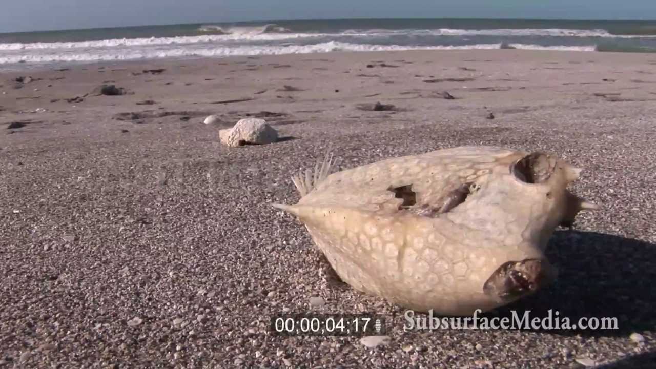 Stock Footage; Dead Fish. Florida Red Tide. Jan 2013. - YouTube