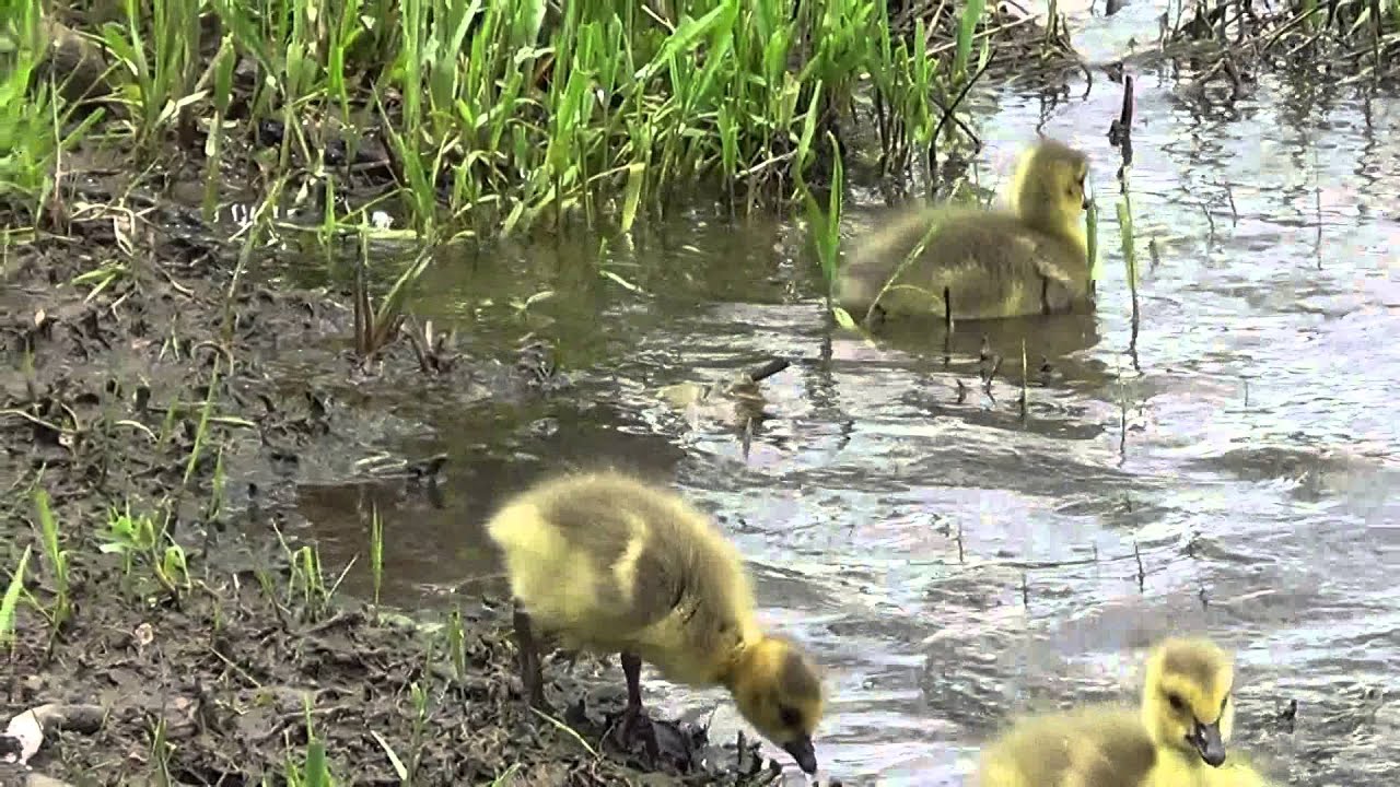 Canada Goose Family at Perry Island DXpedition - YouTube