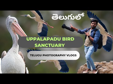 uppalapadu bird sanctuary in Telugu | ఉప్పలపాడు పక్షి అభయారణ్యం ...