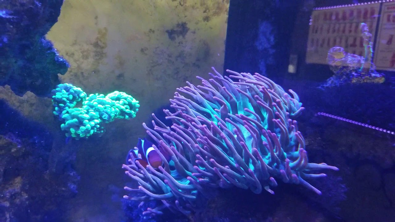 - Tony Nguyen How I keep multiple clowns fish in one tank. - YouTube