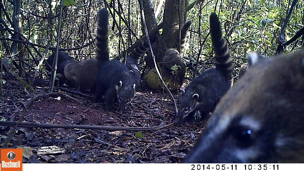 bando de quati na ceva de paca - YouTube