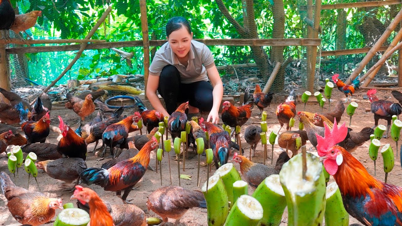 Making Natural Feed for Organic Chickens . Planting Eggplant. Life in ...