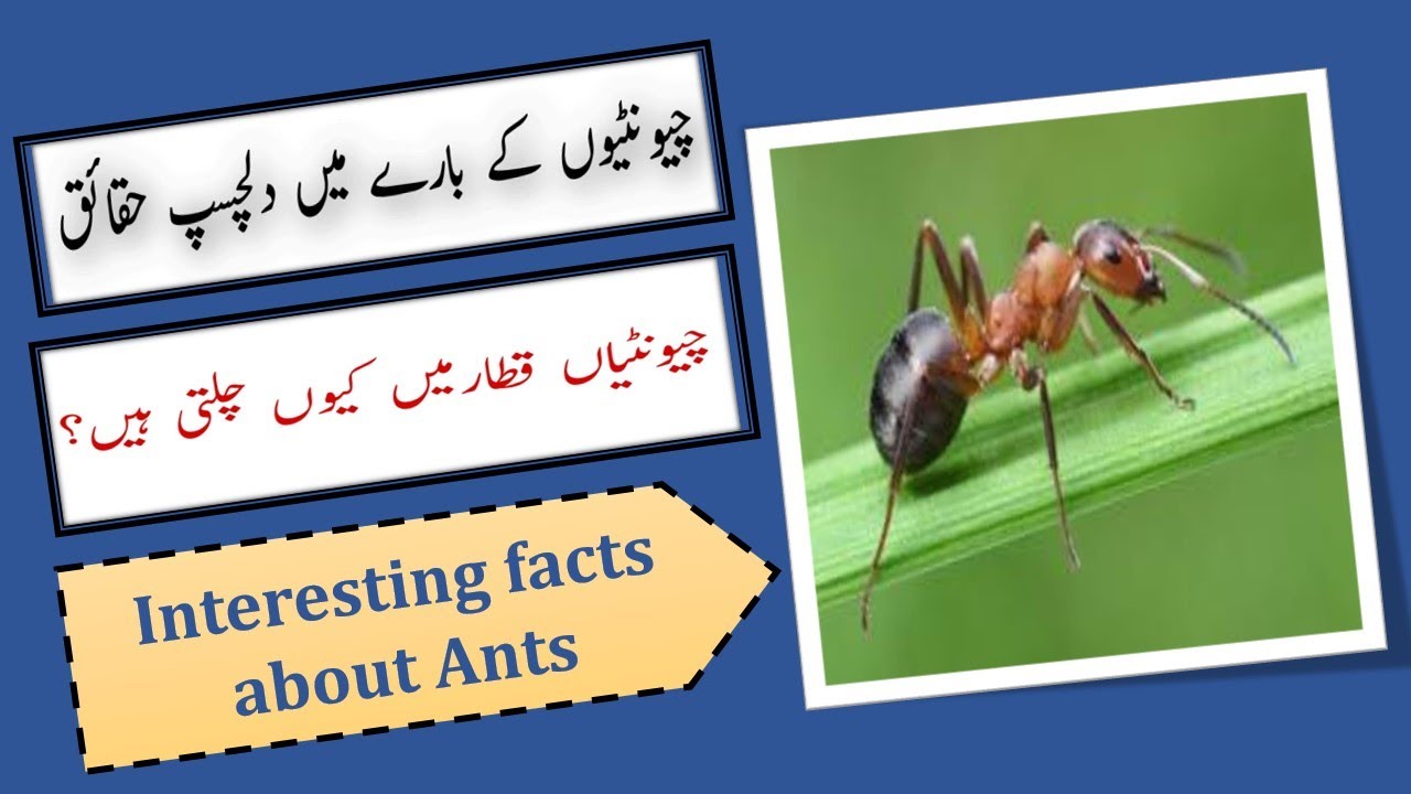 Interesting facts about ants | amazing facts about ants - YouTube