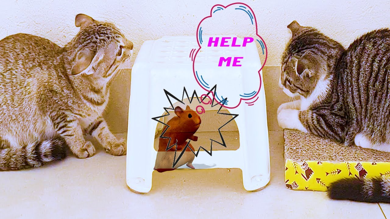 HAMSTER vs EVIL CAT MOVIE with real life ANIMAL ACTORS 🐹😼 - YouTube