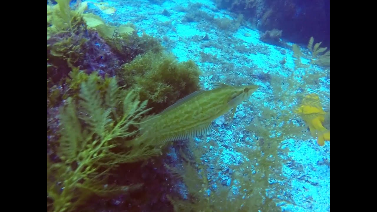 Giant kelpfish (Heterostichus rostratus) at Lulu's Reef, Catalina ...