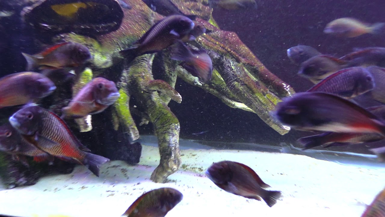 Tropheus sp. red Moliro (firecrackers) - YouTube