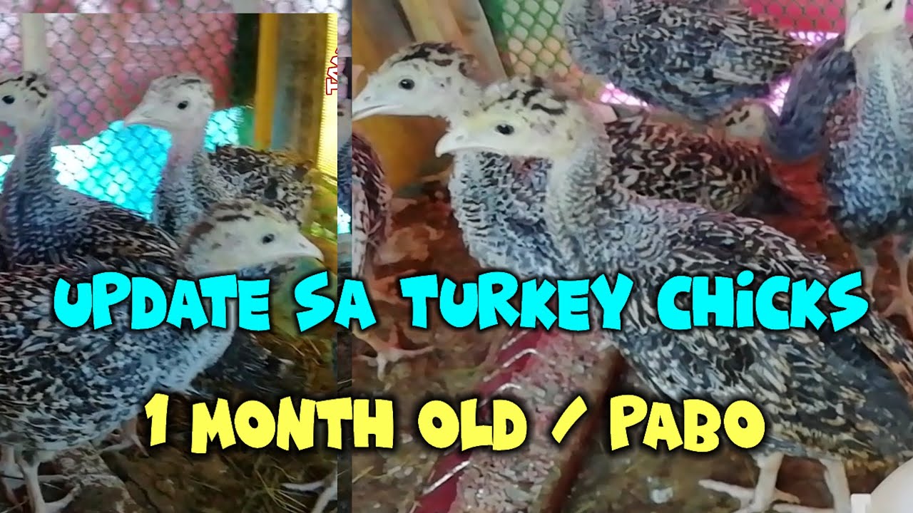 Turkey Chicks or pabo, 1 month old/Malulusog,Masisigla#poultry # ...