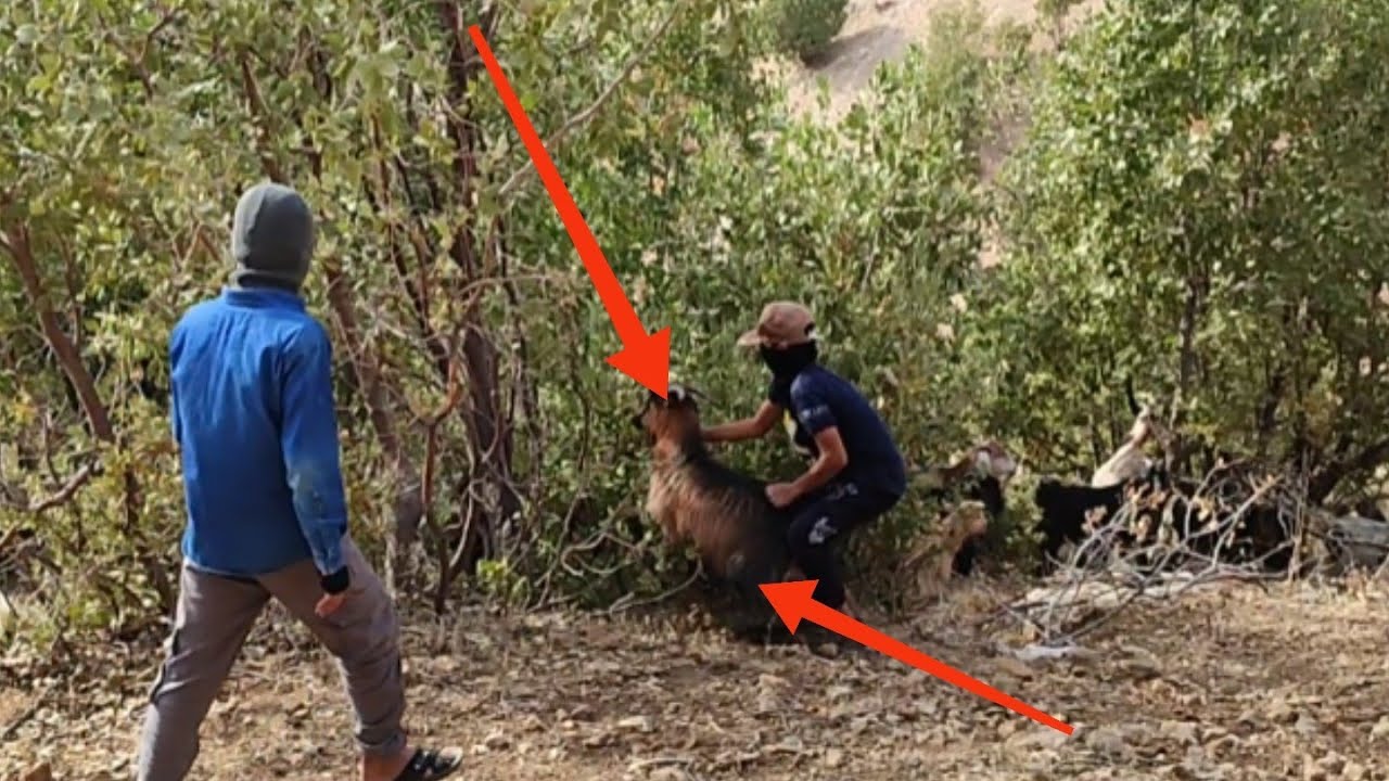 Stealing a goat from the sheep of a nomadic family:IRAN:2023 - YouTube