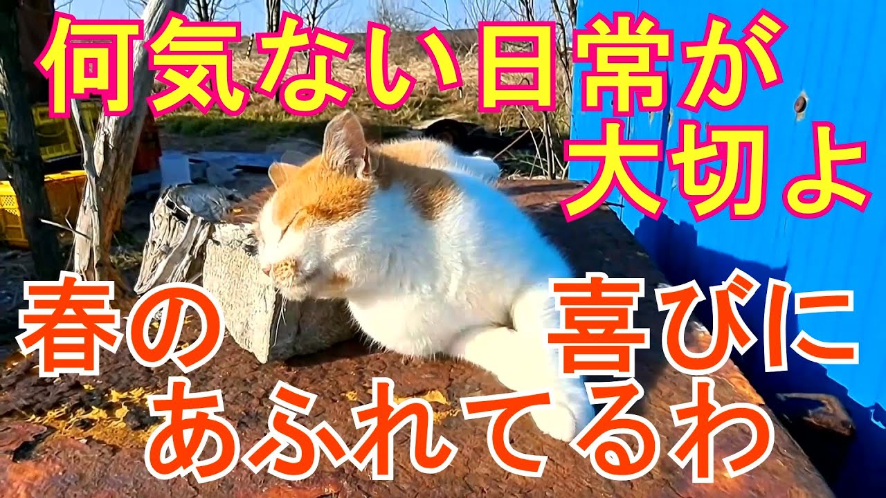 春の喜びにあふれてるわ…ミキ猫 I'm overflowing with the joy of spring …Miki cat - YouTube