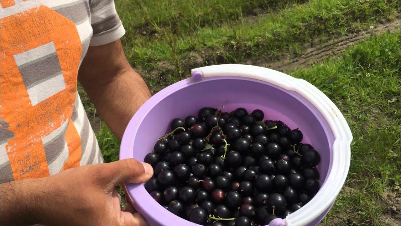 🌿 Смородина чёрная сорт ДОБРЫНЯ 🌿 - YouTube