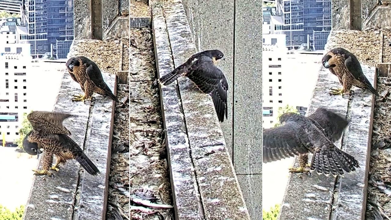 367 Collins Falcons~💕Siblings together on the ledge! both flew away~2: ...