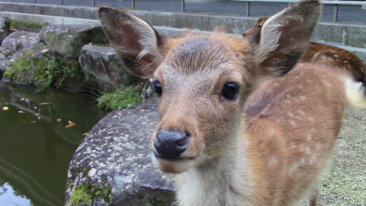 【奈良】子鹿に鹿せんべいをあげてみる Fawn eating deer rice cracker in Nara Park - YouTube