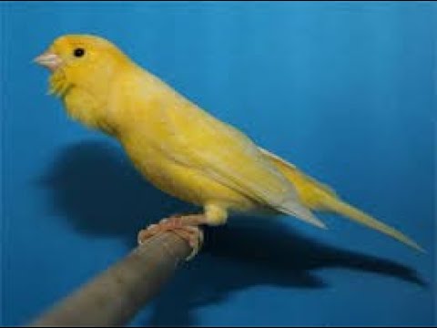 Canary Singing Kanarina duke kenduar - Training Video 30 min (Long version)