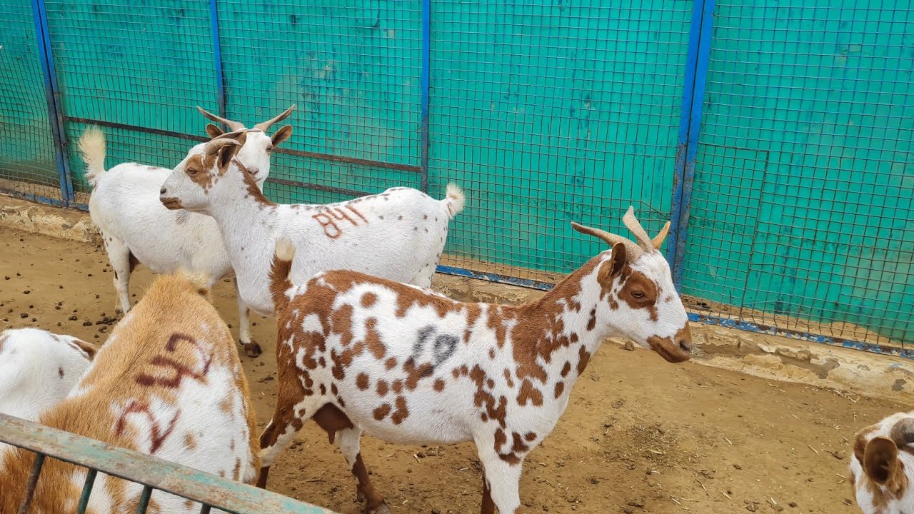 Barbari goat Farm Live - YouTube