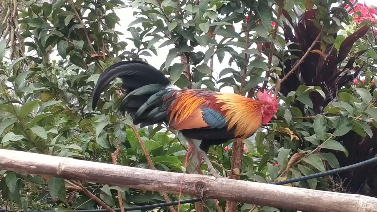 qaib f3 qua zoo 2024-2025 - YouTube