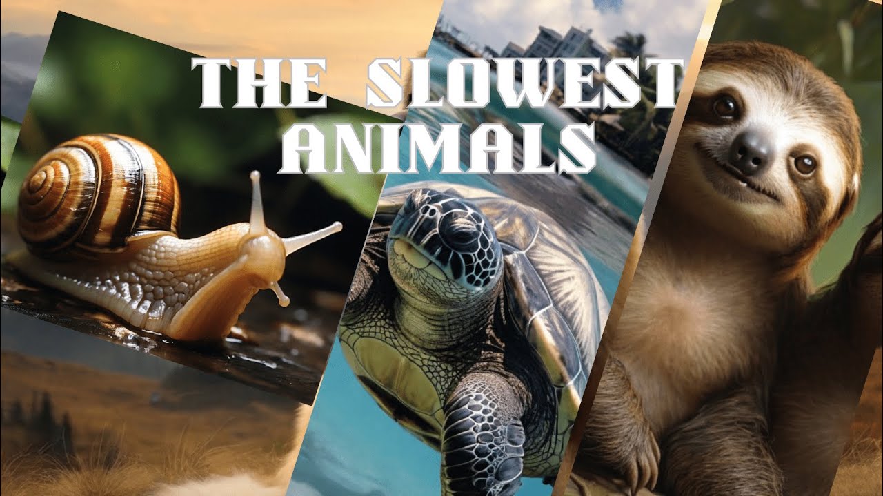 The 3 slowest animals in the world - YouTube