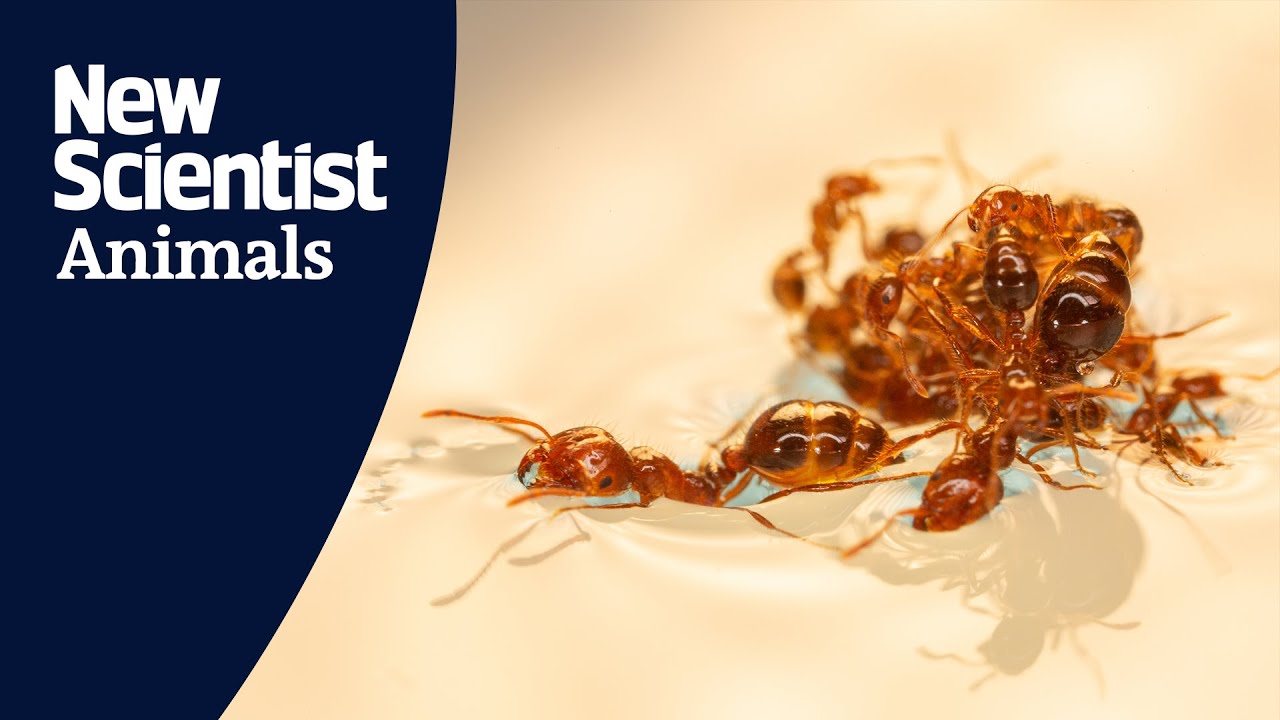 Fire ants in groups smaller than ten cannot form stable rafts - YouTube