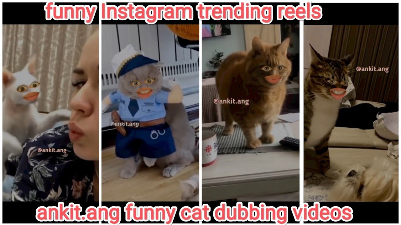 Ankit.ang funny cat dubbing videos part- 6 | funny Instagram trending ...