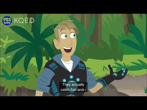 Wild Kratts- Shadow : The Black Jaguar- full episode - YouTube