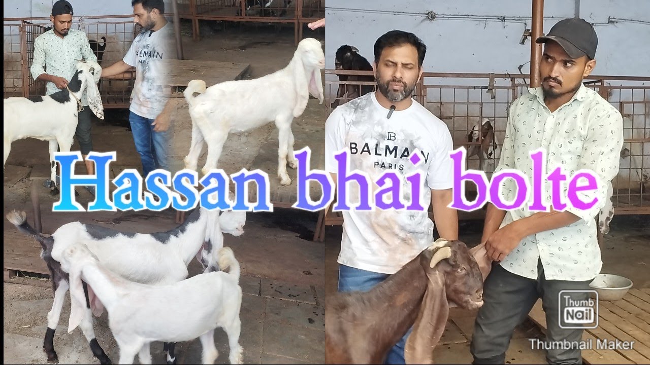 Hassan goat farm gulabi hyderabadi collection Charminar murgi chowk ...