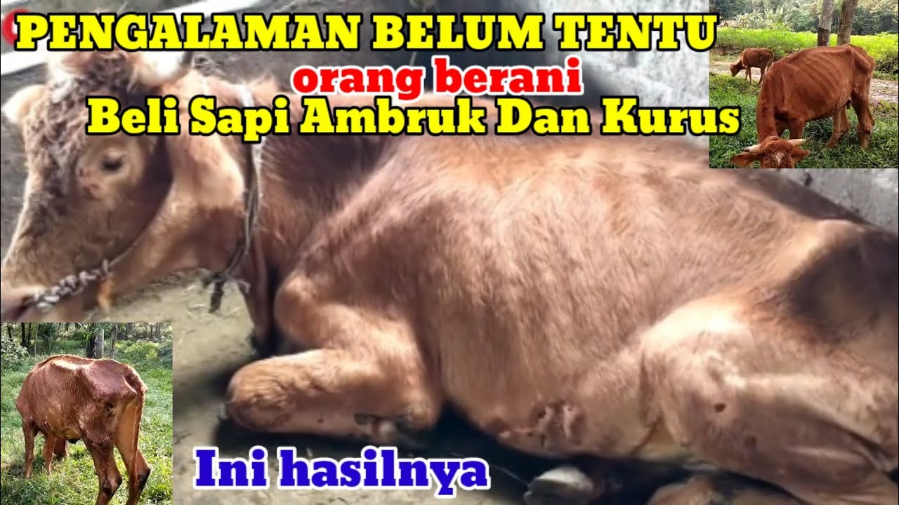 BELI SAPI KURUS BABON ANAK 12.700 HASIL NYA BERLIPAT# - YouTube