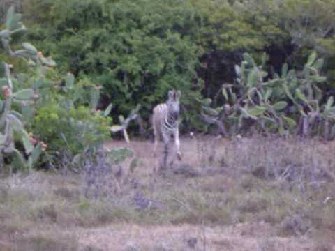 Zebra hurt by attack of lion - YouTube