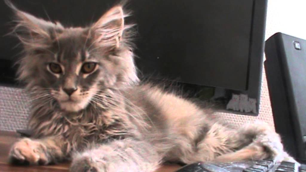 blue torbie female /katze - www.elcontra-mainecoon.com - YouTube