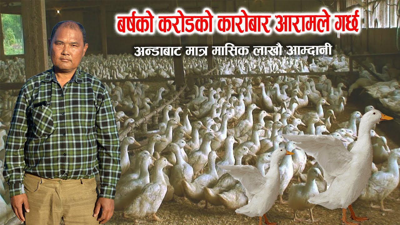 बर्षाको करोडको कारोबार आरामले गर्छ, अन्डाबाट मासिक लाखौ आम्दानी Duck ...