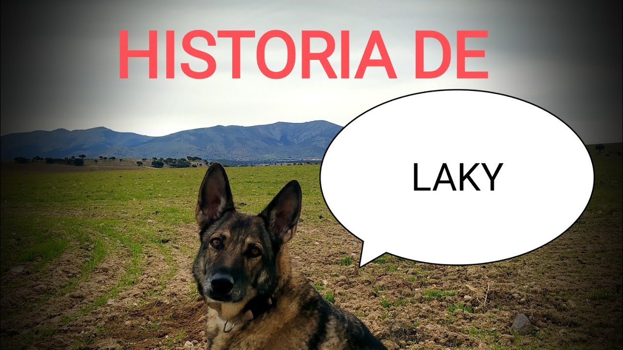 HISTORIA DE FAMOSA PERRA LAKY - YouTube