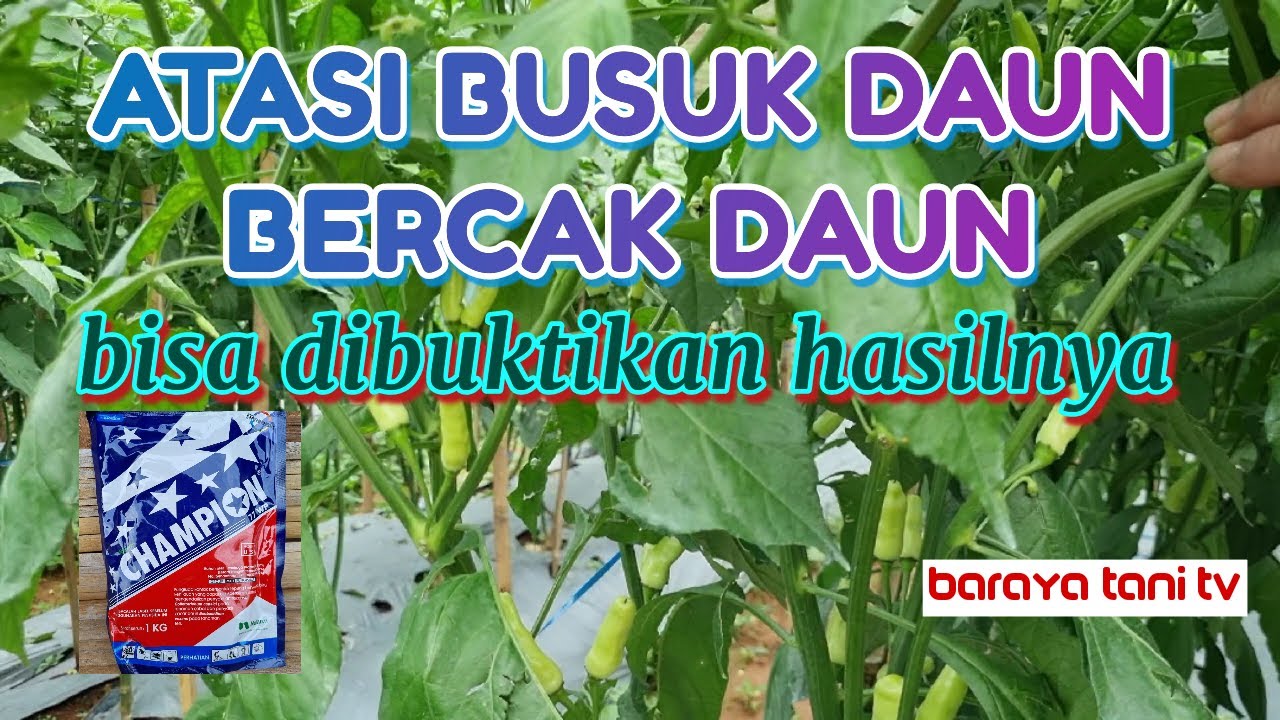 CARA MENGATASI BUSUK DAUN PADA TANAMAN CABE!!! OBAT BUSUK DAUN PADA ...