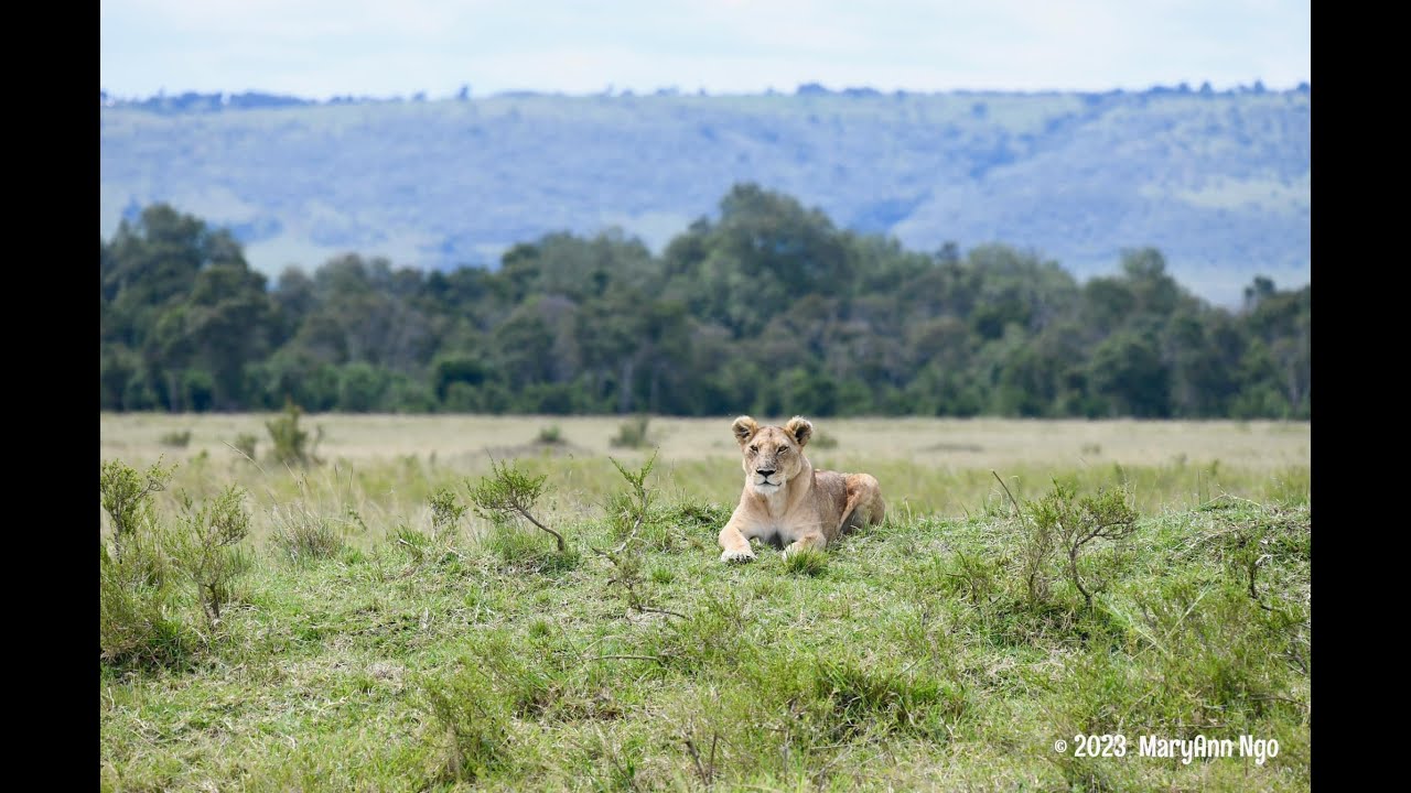 Yaya and grandcub Simba, Maasai Mara, Marsh Pride lions legacy - YouTube