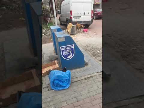 Kedi gibi cöpten yemek toplayan köpekler