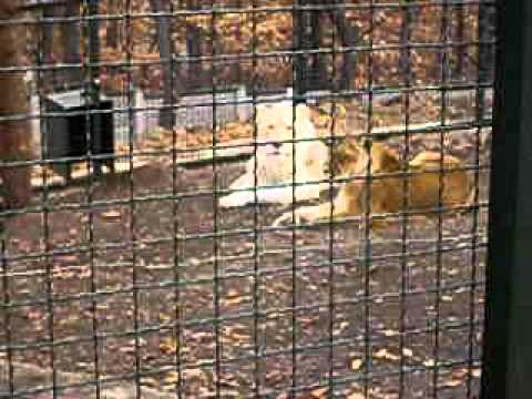Zoo vrt Bor - Beli lav i lavica - YouTube