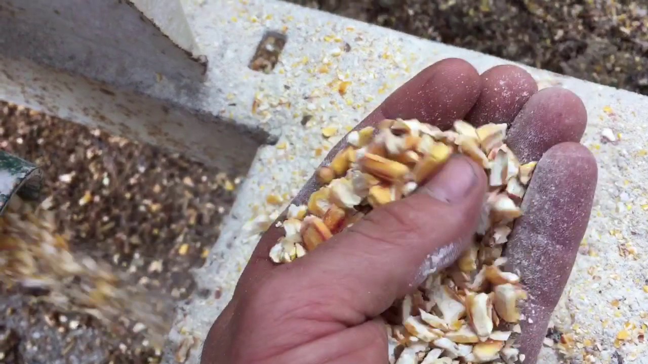 Rolling, Rolling, Rolling......... Corn with 986 - YouTube