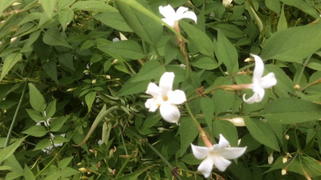 Le Jasmin d'été en toute simplicité - YouTube