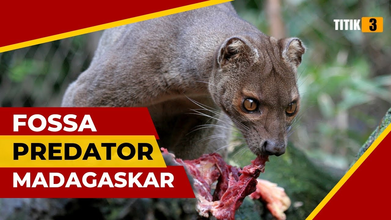 Fossa | The King of Madagascar - YouTube