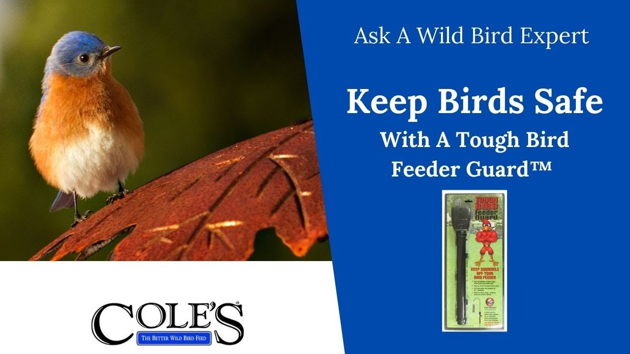 Keep Blue Birds Safe With A Tough Bird Feeder Guard™ - YouTube