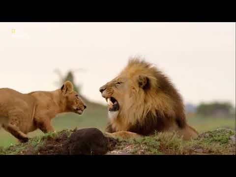 Окаванго река мечты. 2 серия. Чистилище. Док фильм Nat Geo Wild HD