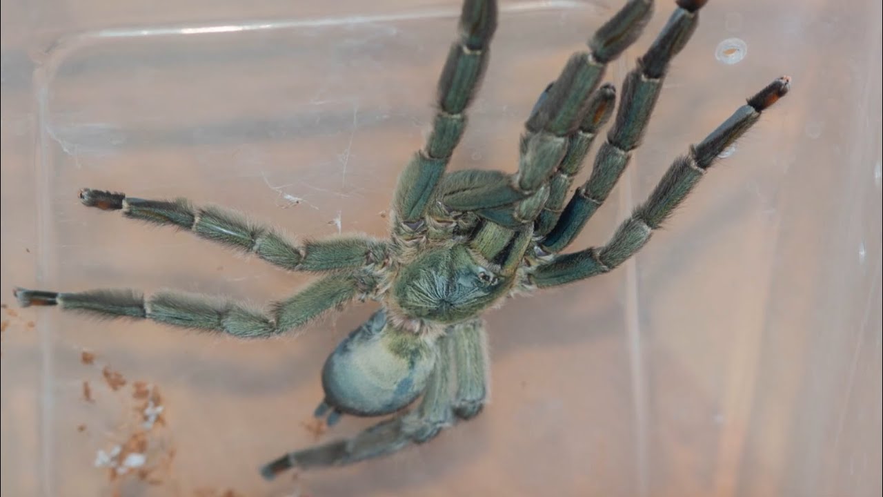 Exploring the Mysteries of the Chinese Violet Tarantula - YouTube