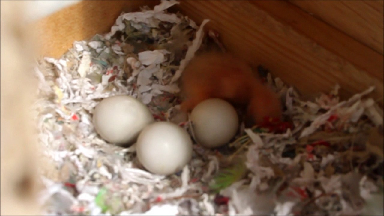Lovebird Hatched - YouTube