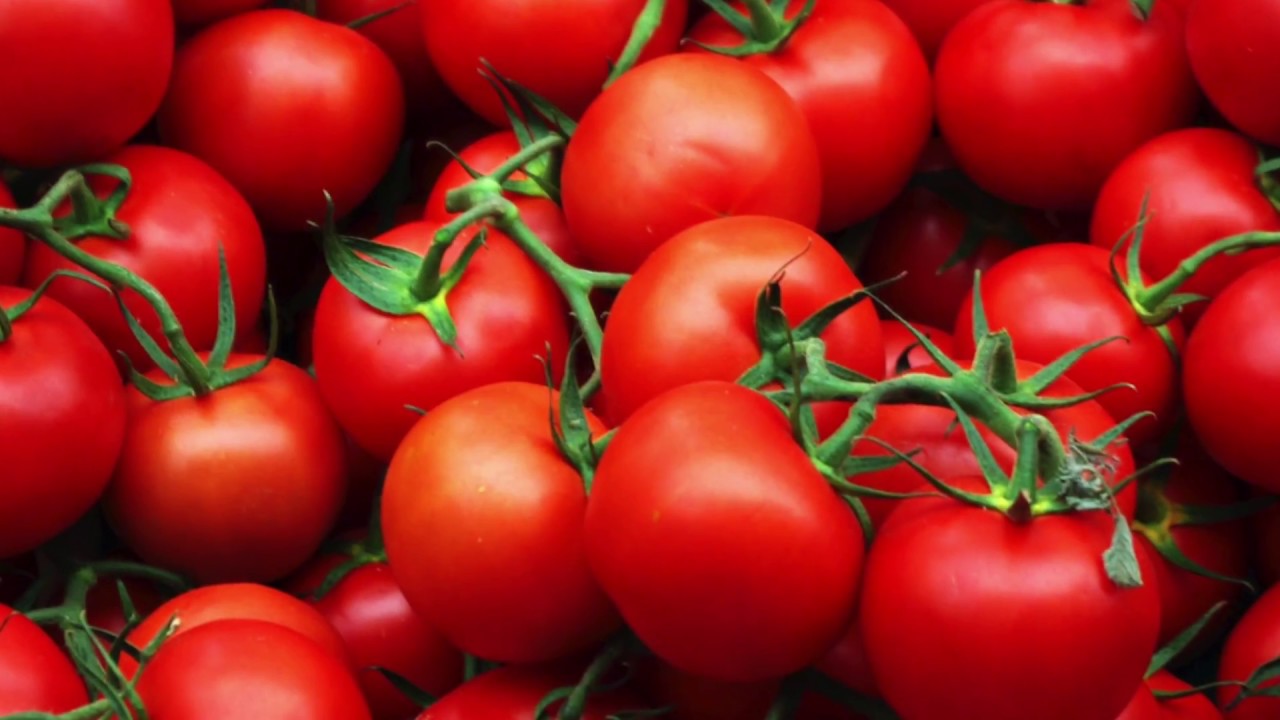 Nutrigro Cocopeat & Peat Substrate | Manufactures & Distributers - YouTube