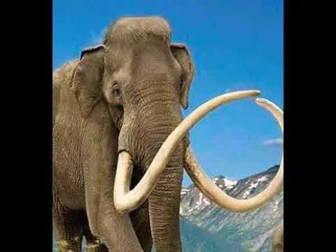 Jeffersonian Mammoth Trumpet 🐘 🔊 - YouTube