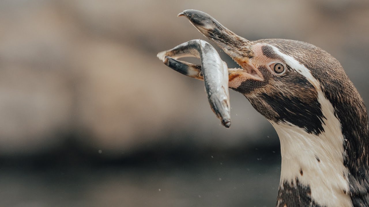 Penguin eating fish पेंगुइन को मछली खाते देखा है? @amazing videos # ...