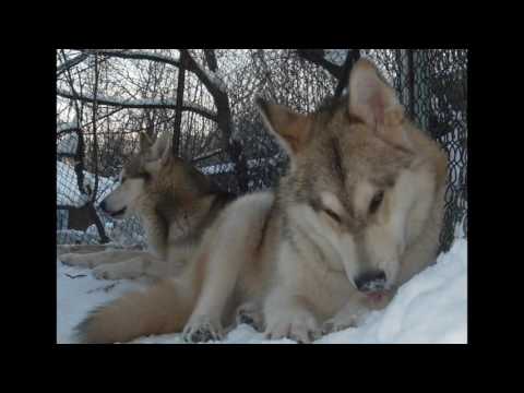Bookdao (Fire) a Volga Wolfhound