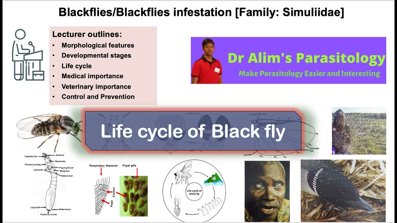Life cycle of Black fly/Life cycle of simulium - YouTube