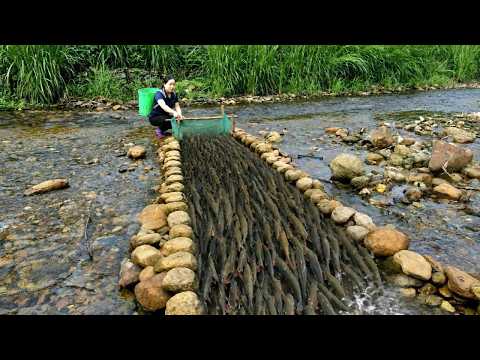 Amazing Homemade Fish Trap Brings in a Huge Catch! Mai Hieu.