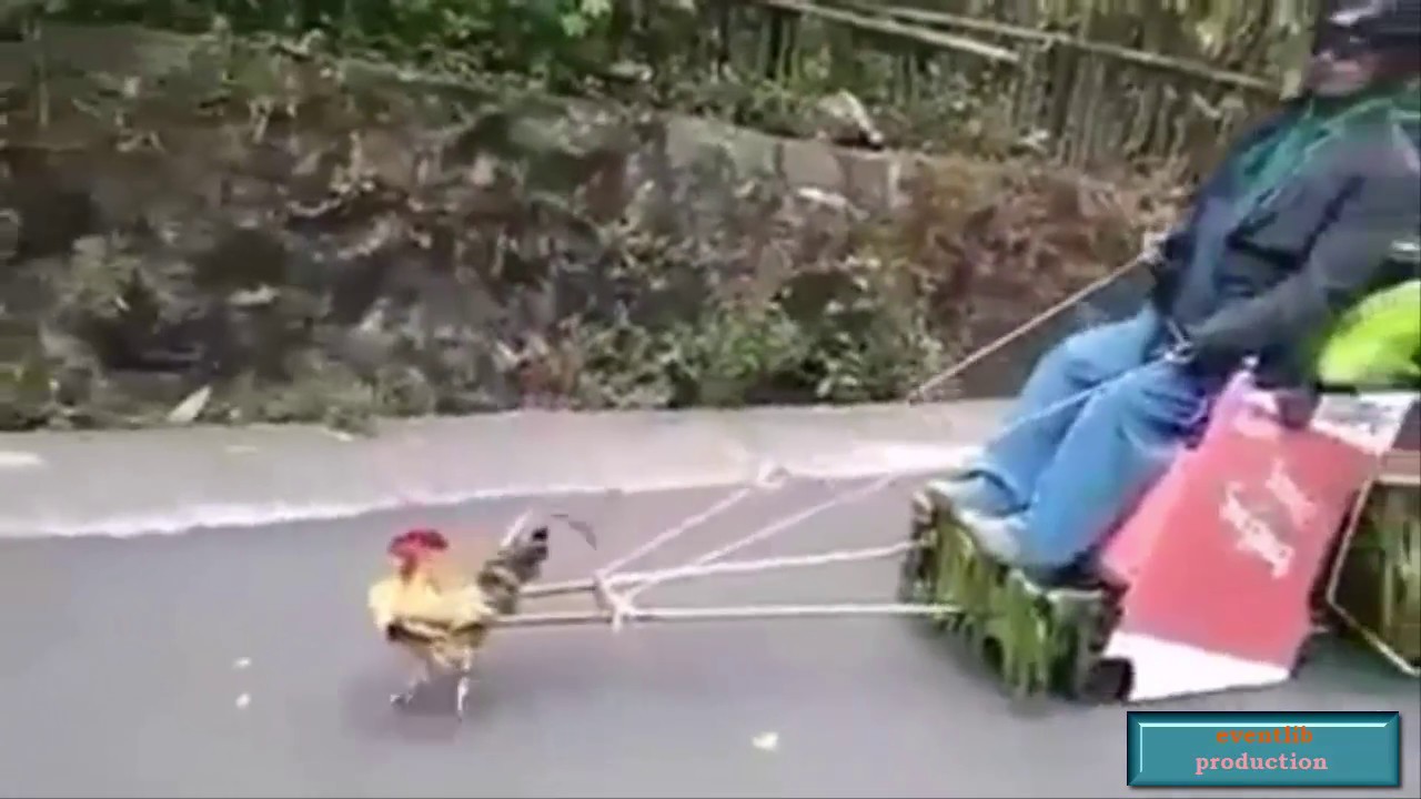 chicken driving a car - YouTube